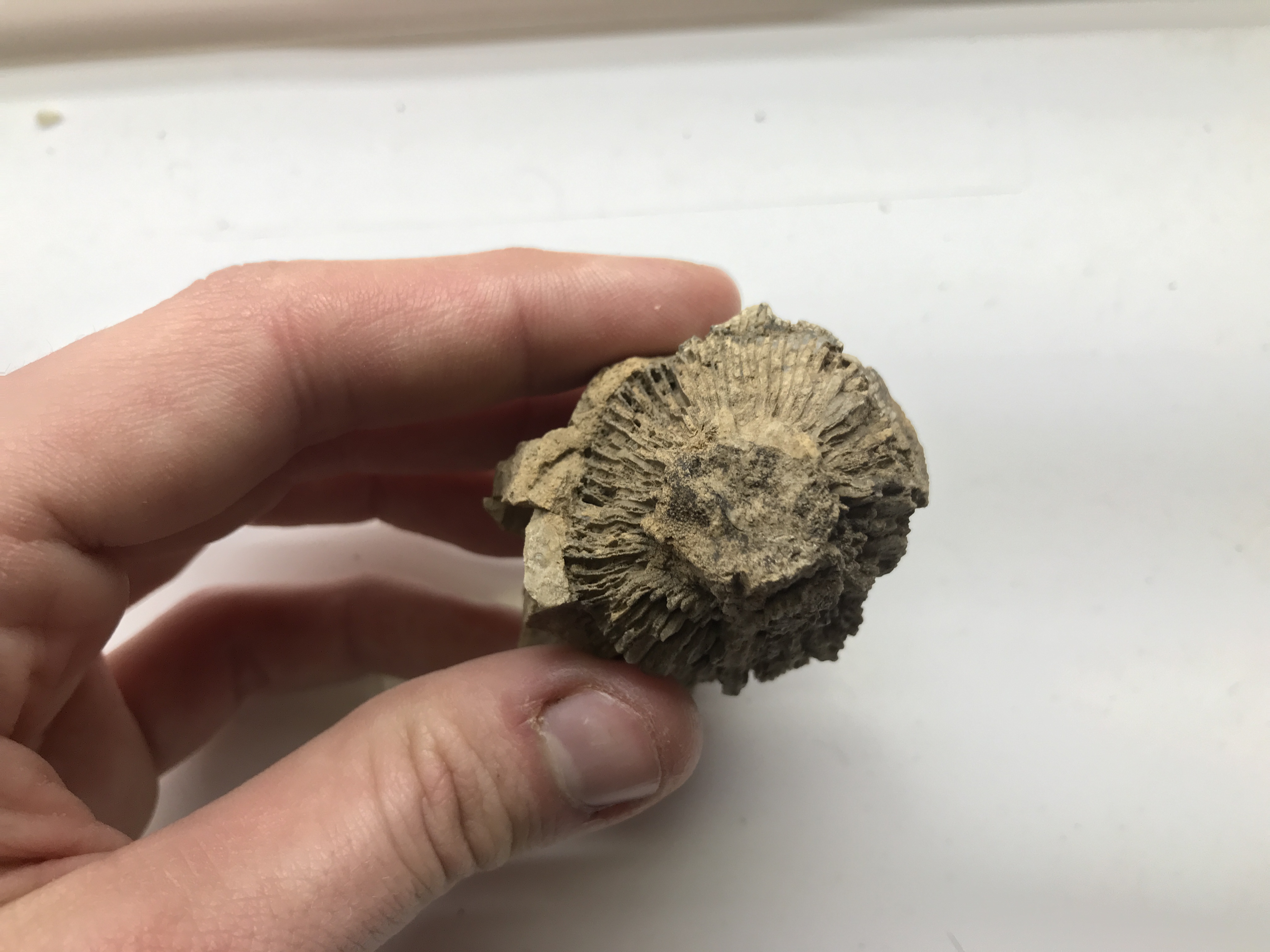 Another fossil ID from Ontario - Fossil ID - The Fossil Forum