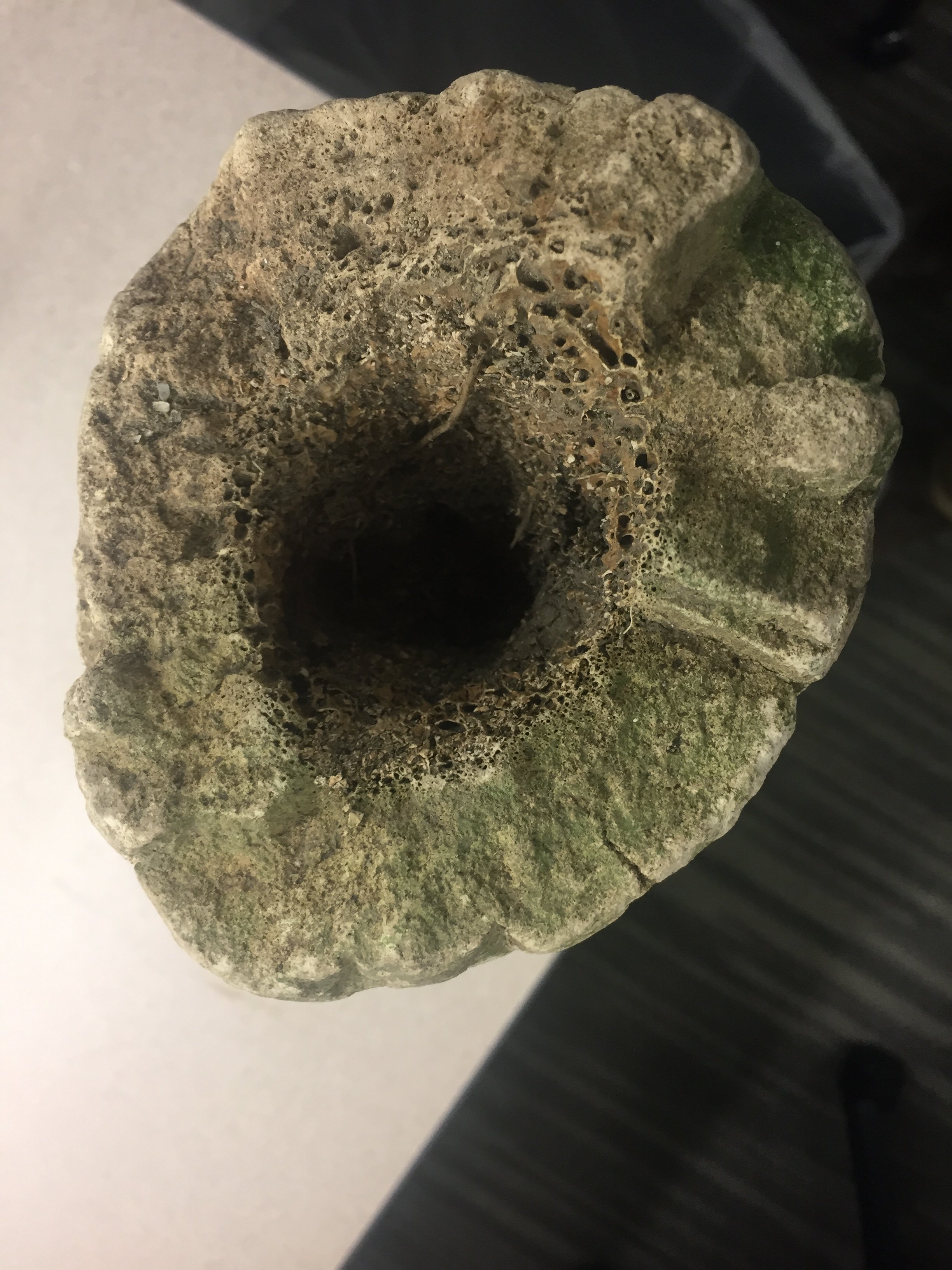 Large leg bone from a dinosaur? - Fossil ID - The Fossil Forum