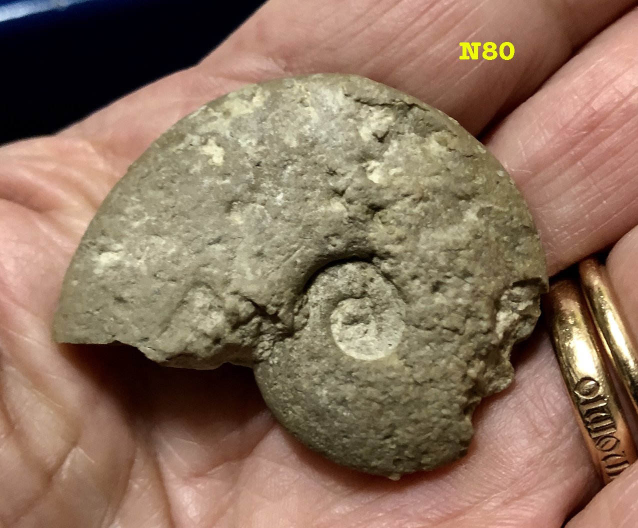 Ammonites, POLAND - Fossil ID - The Fossil Forum
