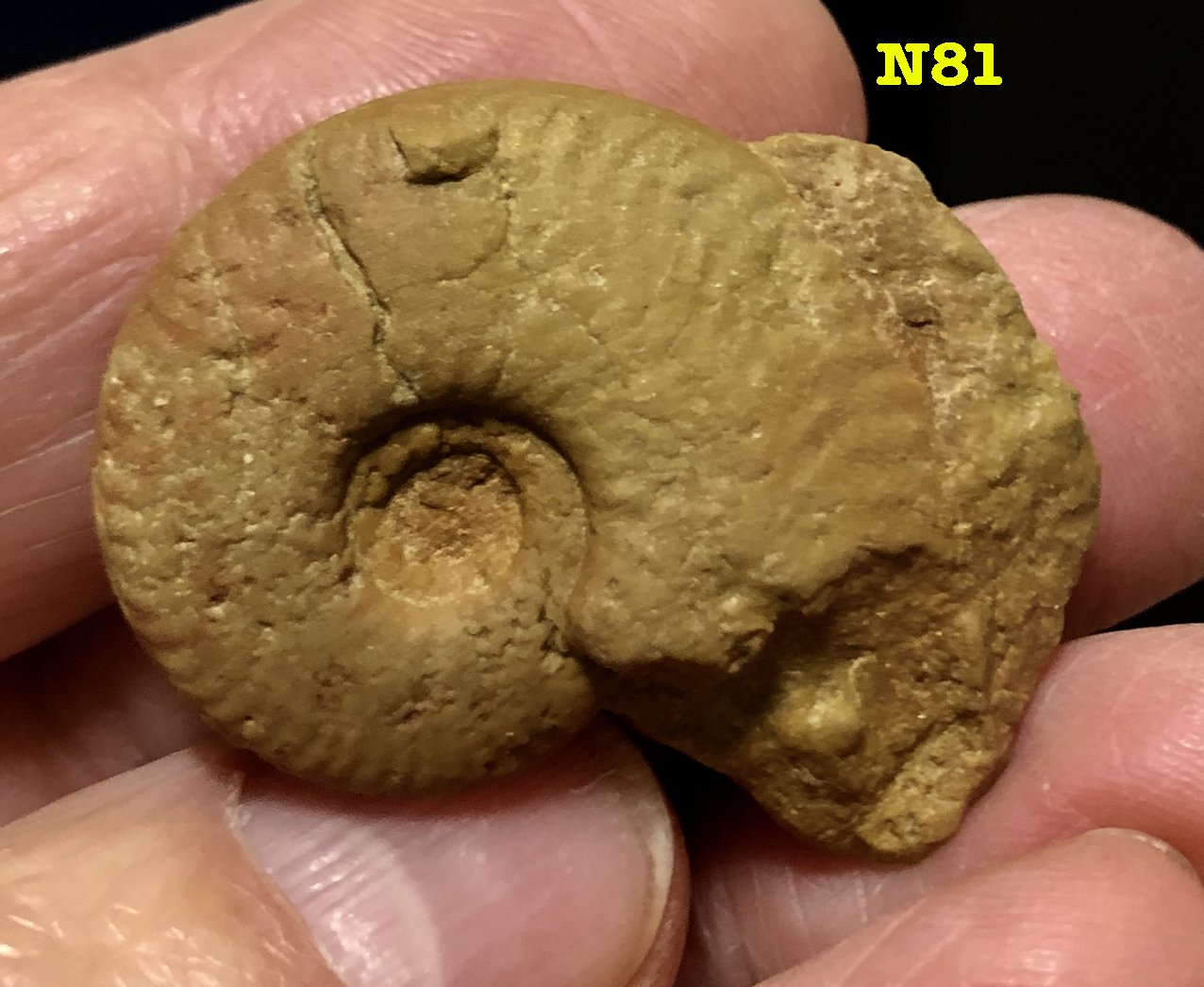Ammonites, POLAND - Fossil ID - The Fossil Forum