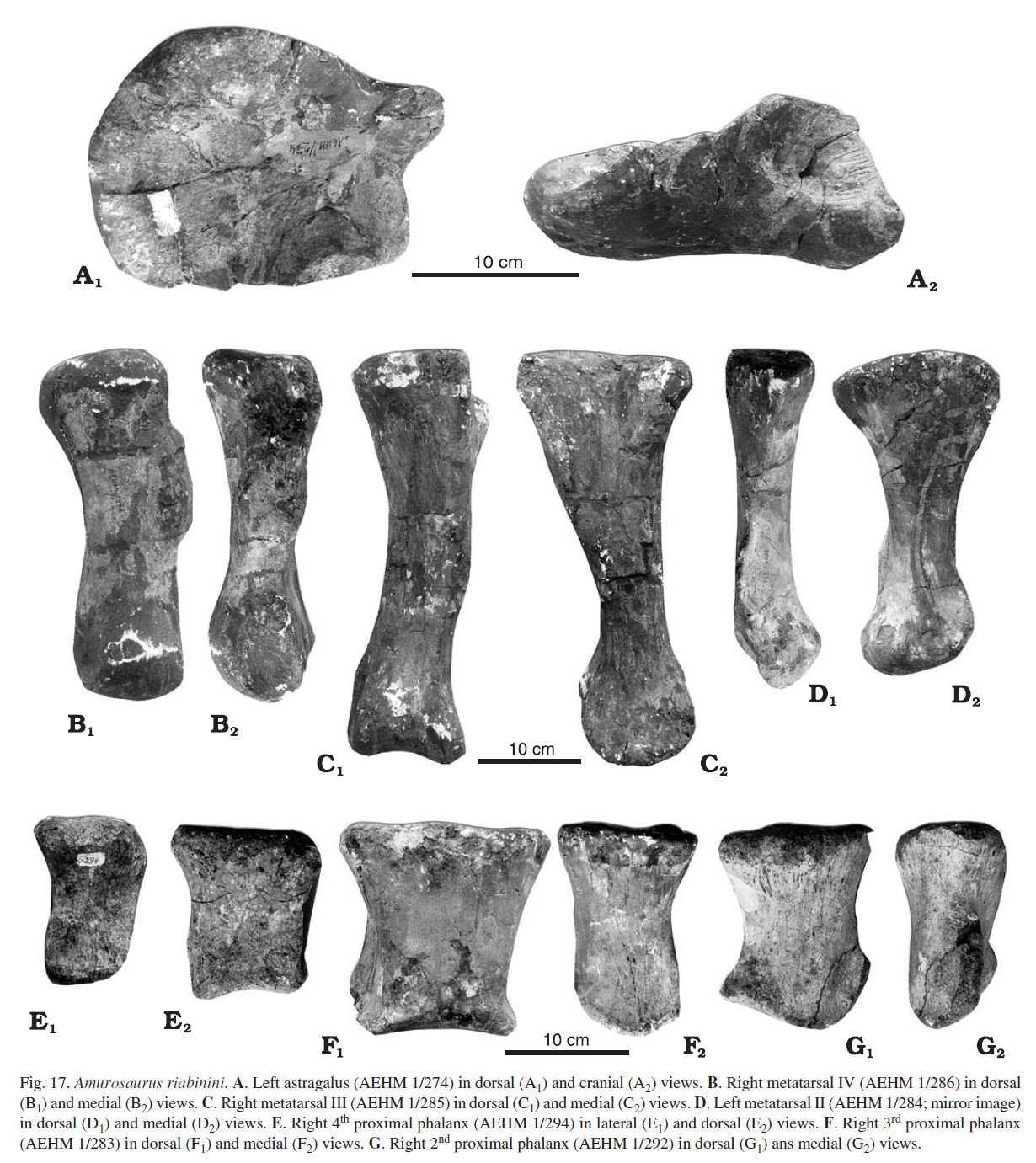 Toe bone? Southeast Utah - Fossil ID - The Fossil Forum