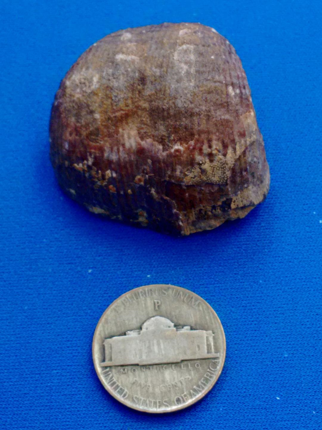 Dictyoclostus - Fossil ID - The Fossil Forum