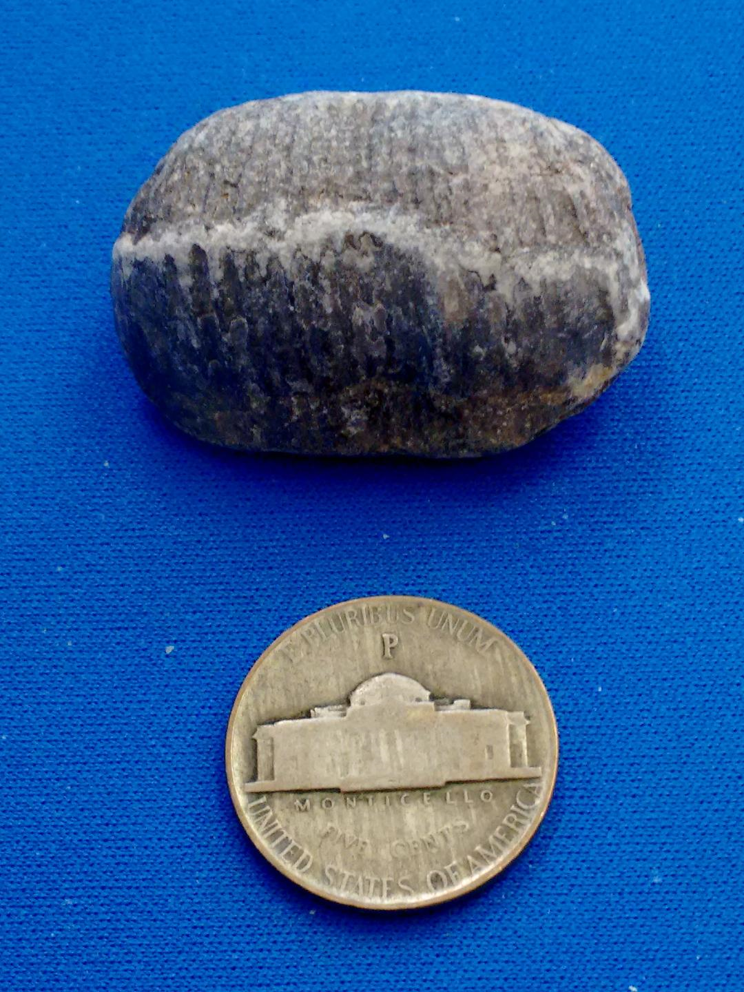 Dictyoclostus - Fossil ID - The Fossil Forum