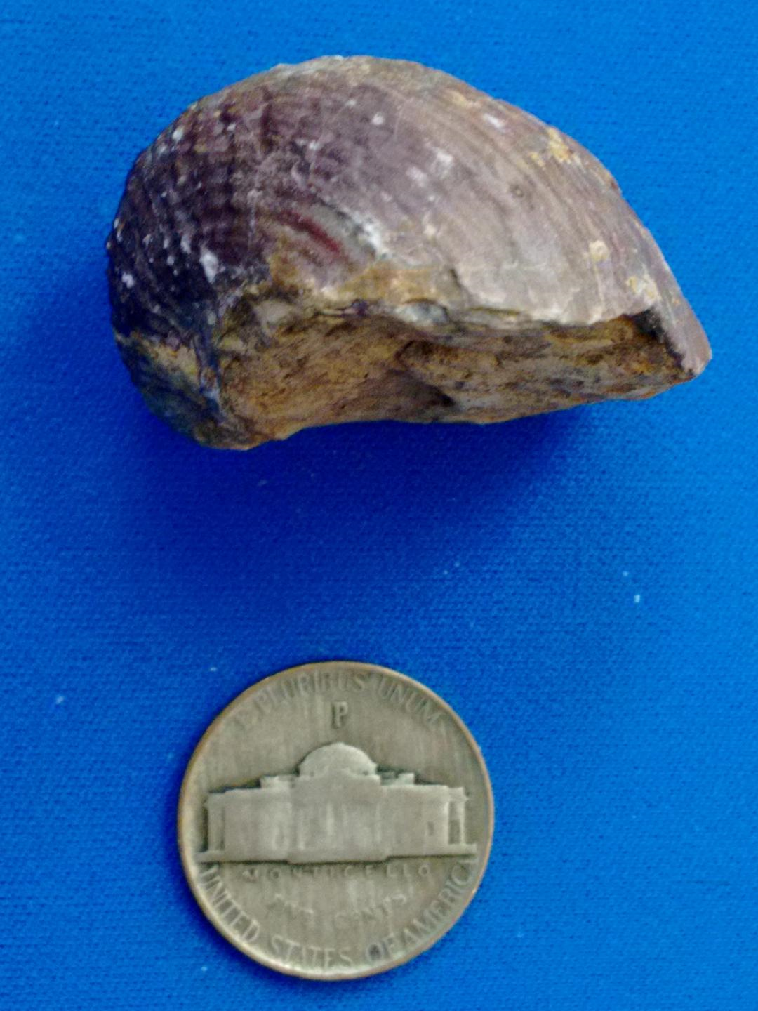 Dictyoclostus - Fossil ID - The Fossil Forum