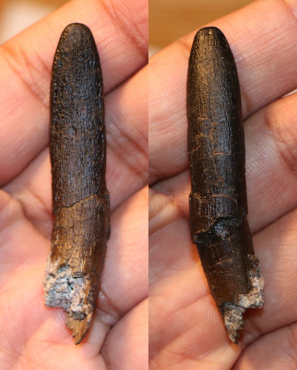 Diplodocid (?Apatosaurus) sp. - Member Collections - The Fossil Forum