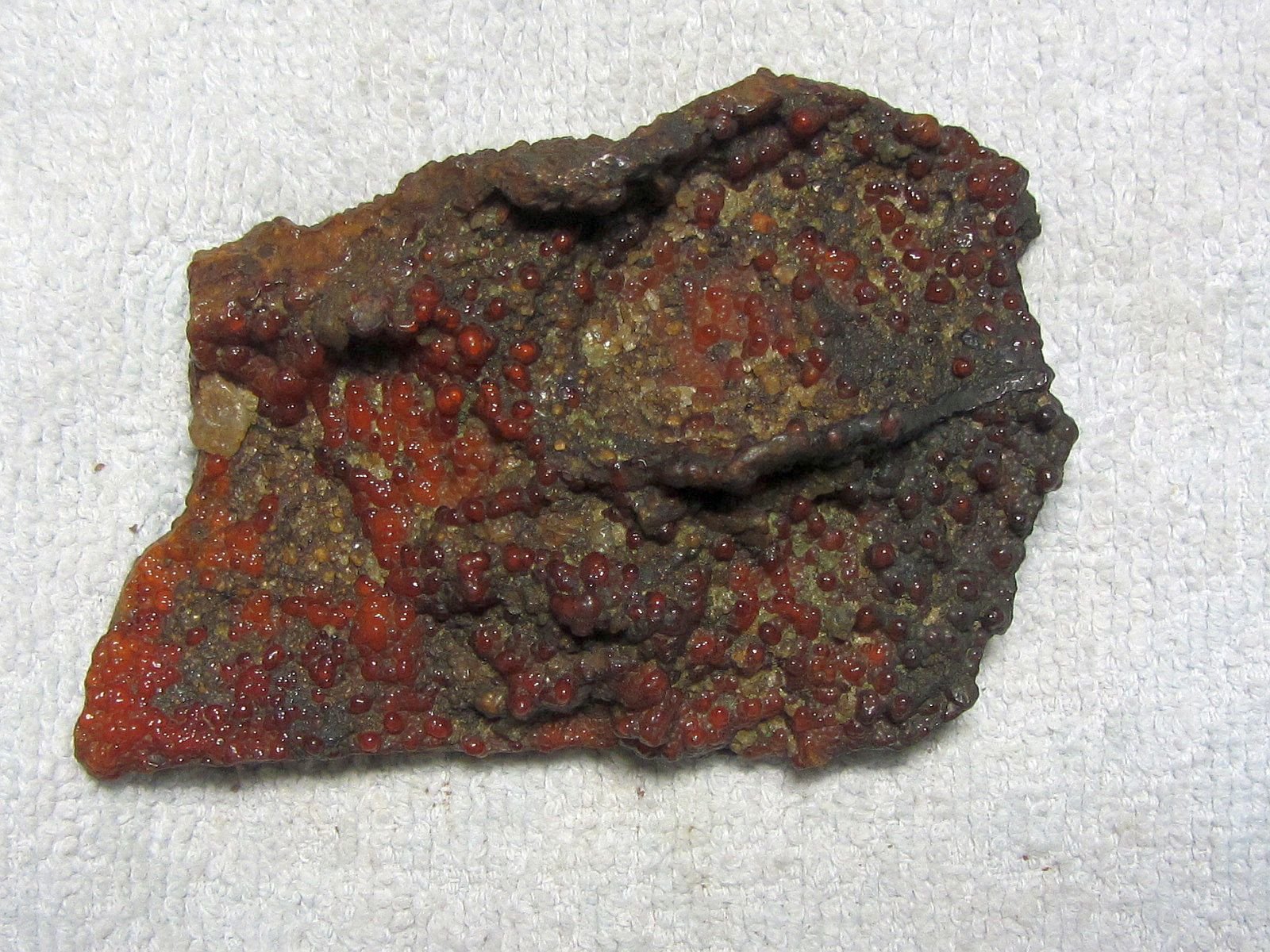 Agatized Coral - Corals - The Fossil Forum