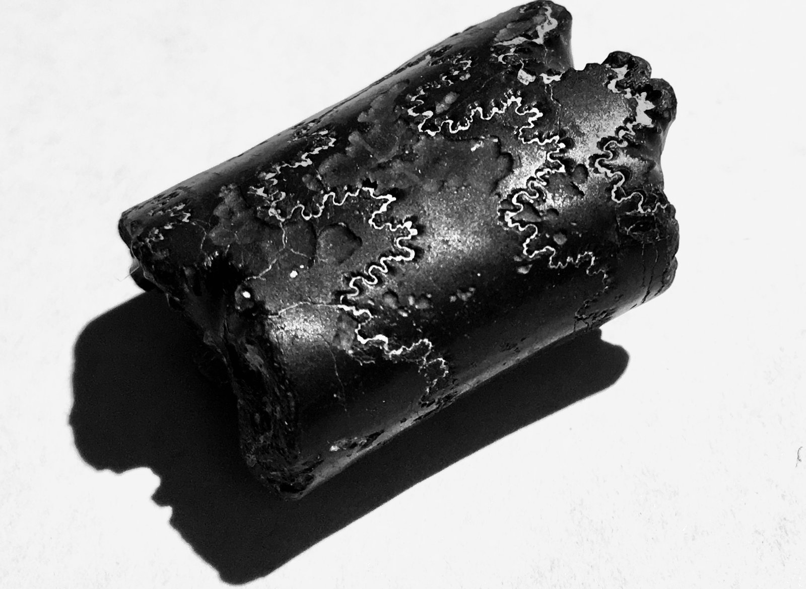 NSR Baculite - Member Collections - The Fossil Forum
