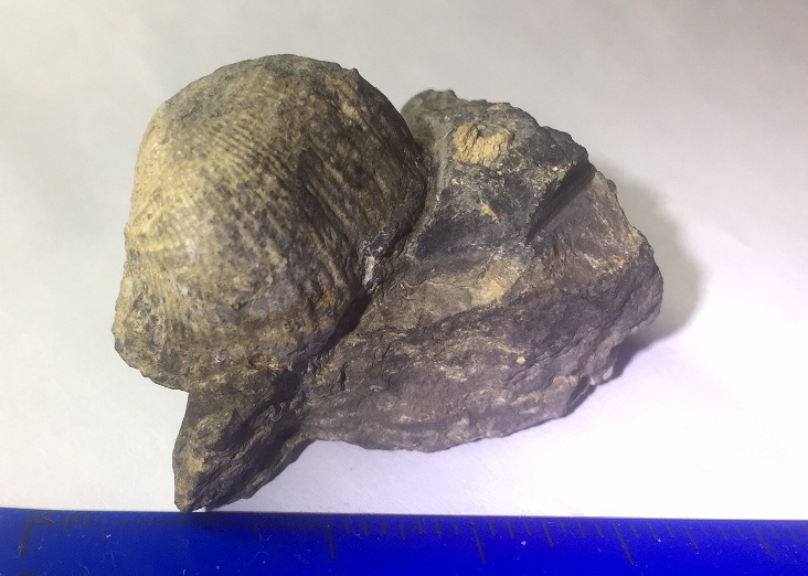 dictyoclostus semireticulatus (martin) - Fossil ID - The Fossil Forum