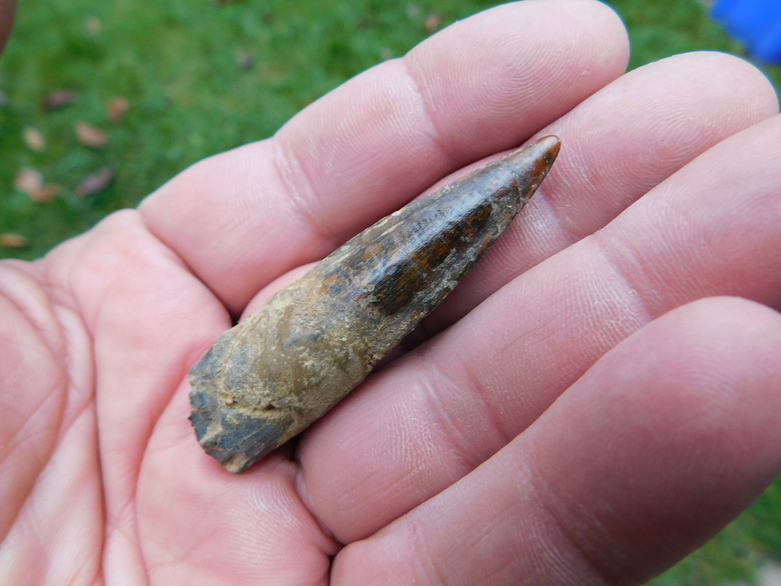 real spino tooth? - Is It Real? How to Recognize Fossil Fabrications ...