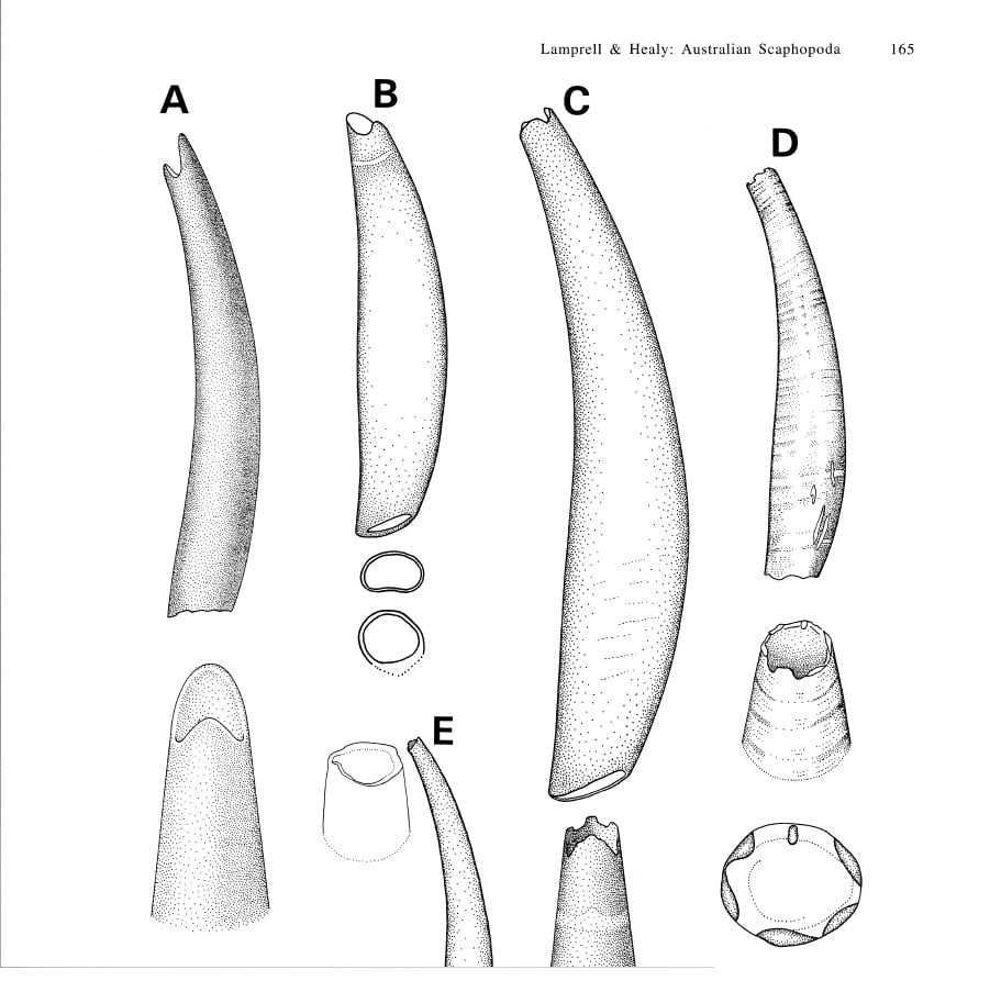 Cadulus or Polyschides? - Fossil ID - The Fossil Forum