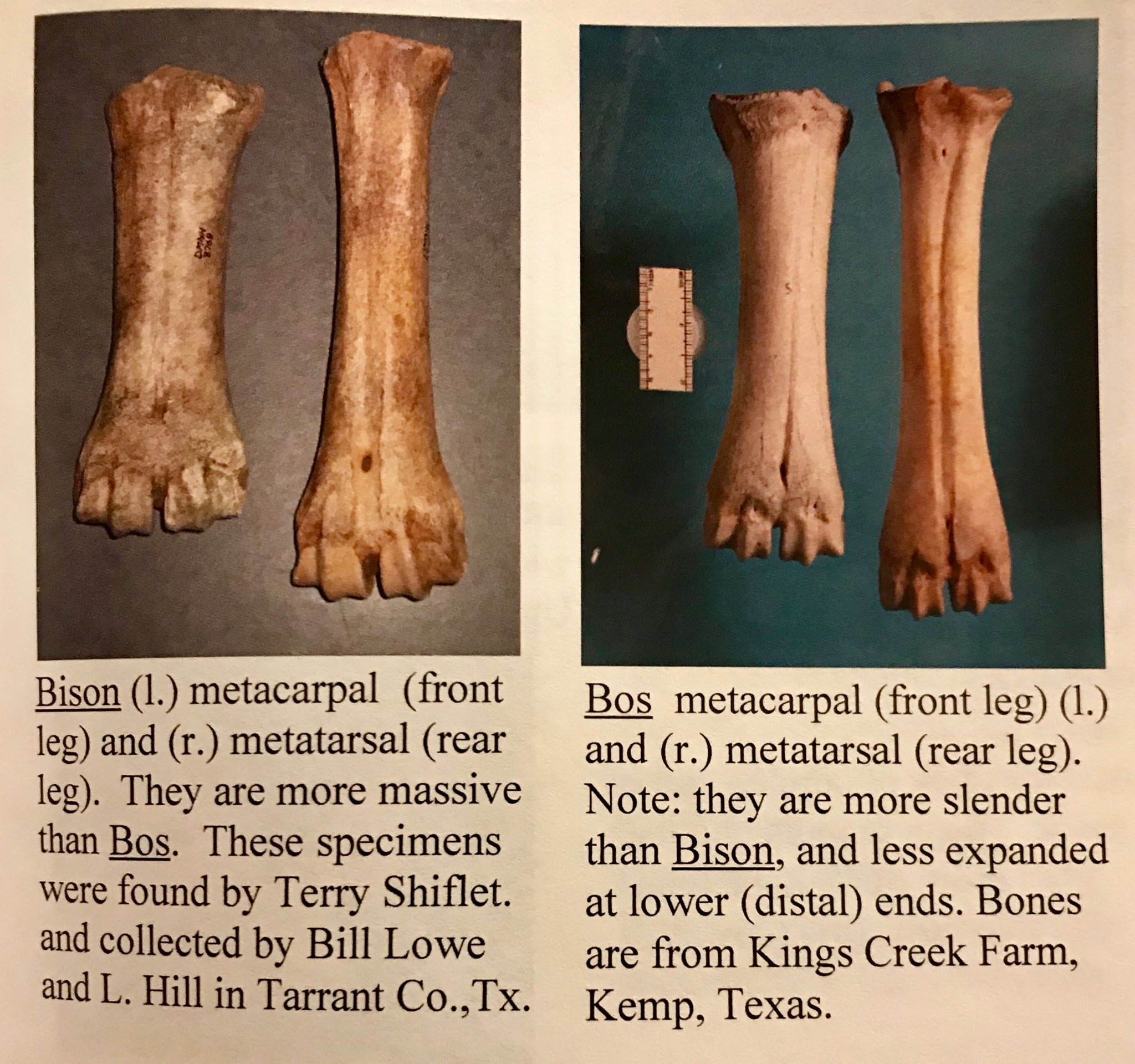 My Texas Bison Bonanza - Fossil Hunting Trips - The Fossil Forum