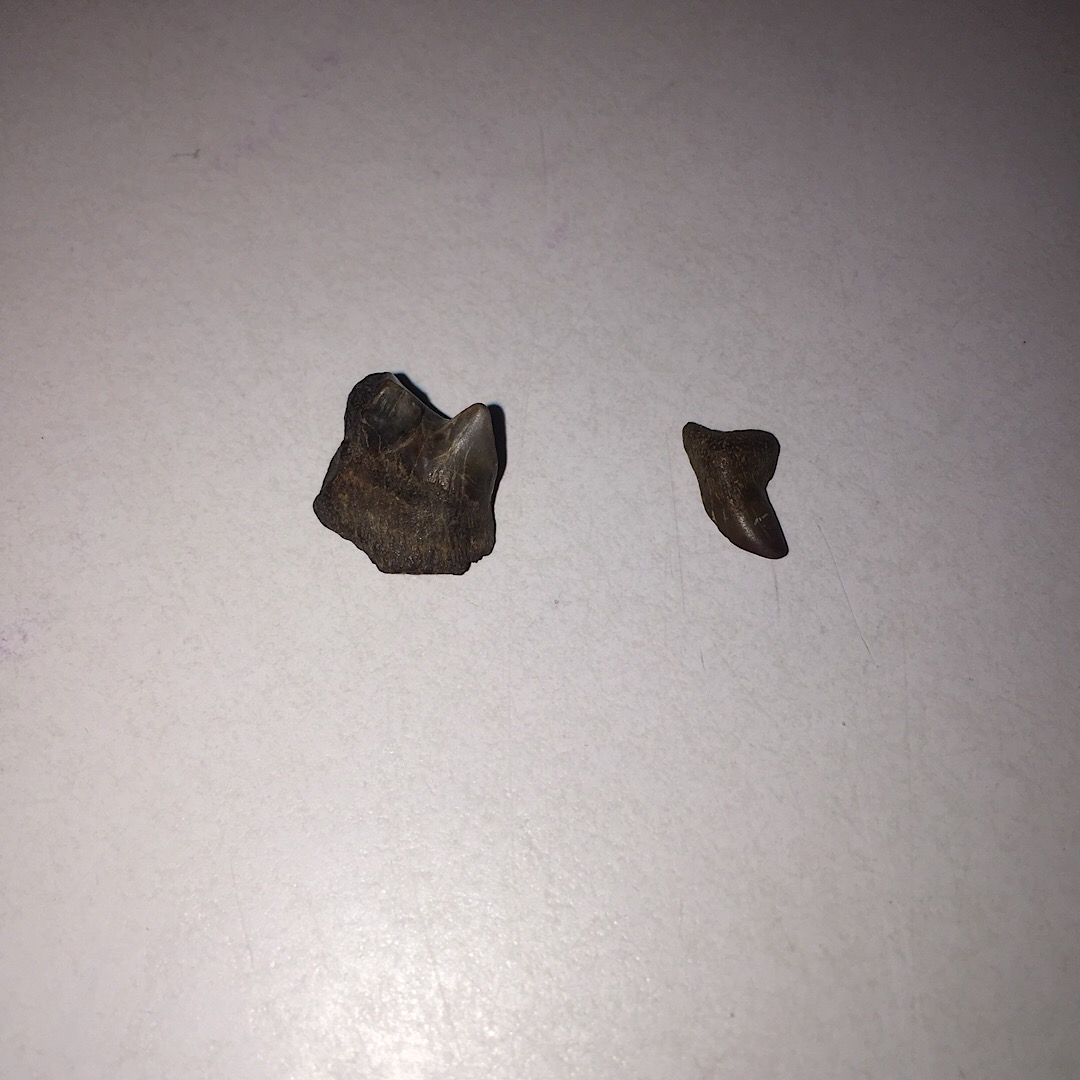 Help with two micro teeth - Fossil ID - The Fossil Forum