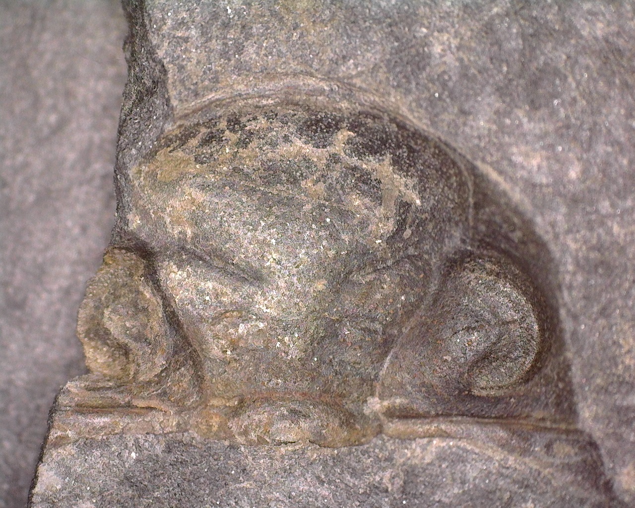 Trilobite head, maybe more? - Fossil ID - The Fossil Forum
