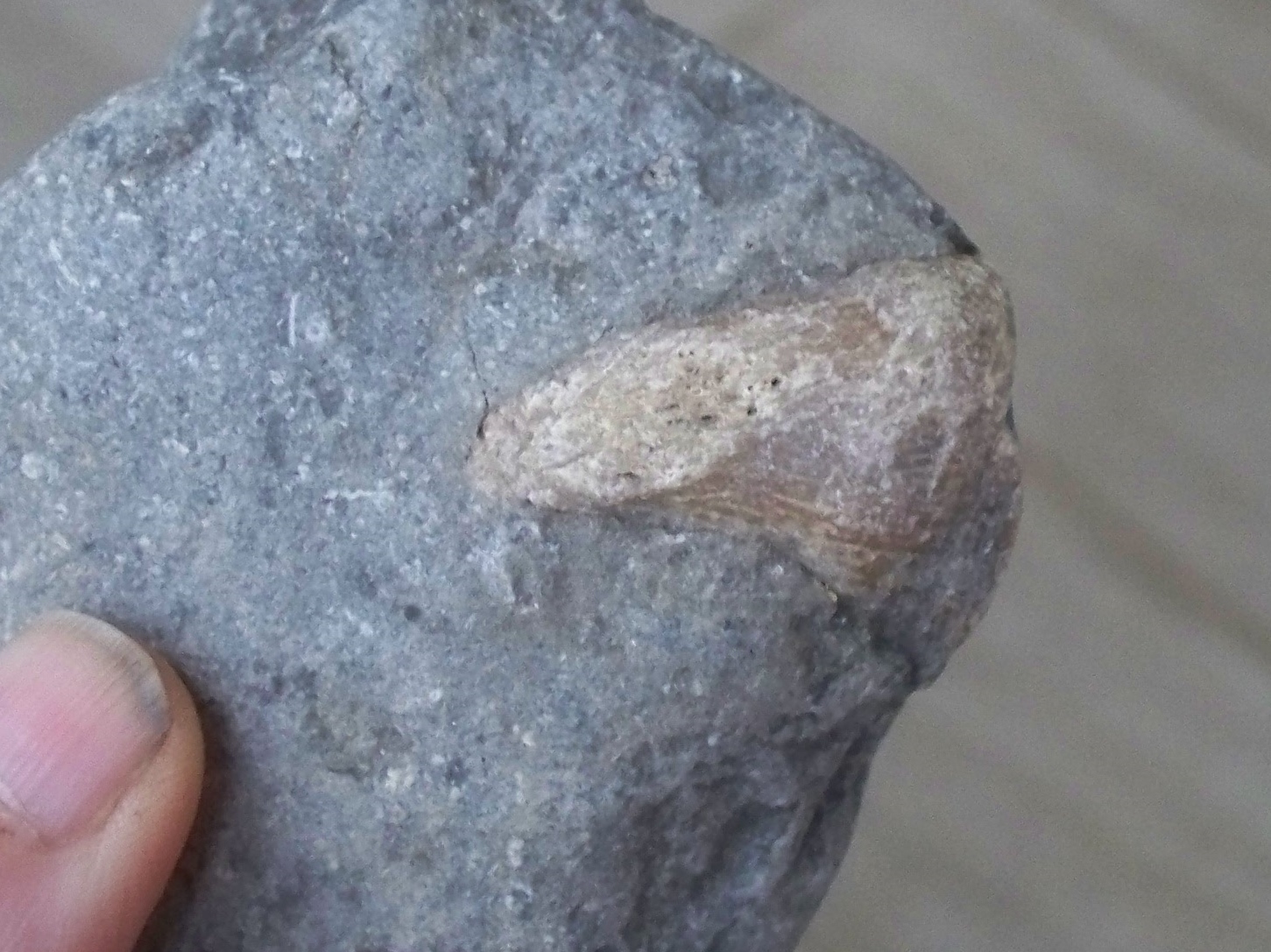 Tooth or Coral? Holderness Coast - Fossil ID - The Fossil Forum