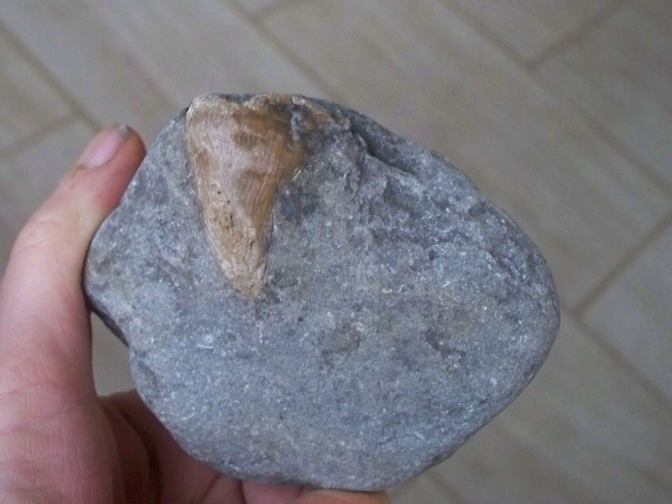 Tooth or Coral? Holderness Coast - Fossil ID - The Fossil Forum