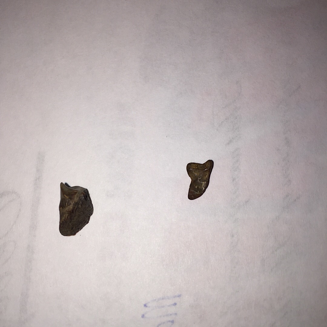 Help with two micro teeth - Fossil ID - The Fossil Forum