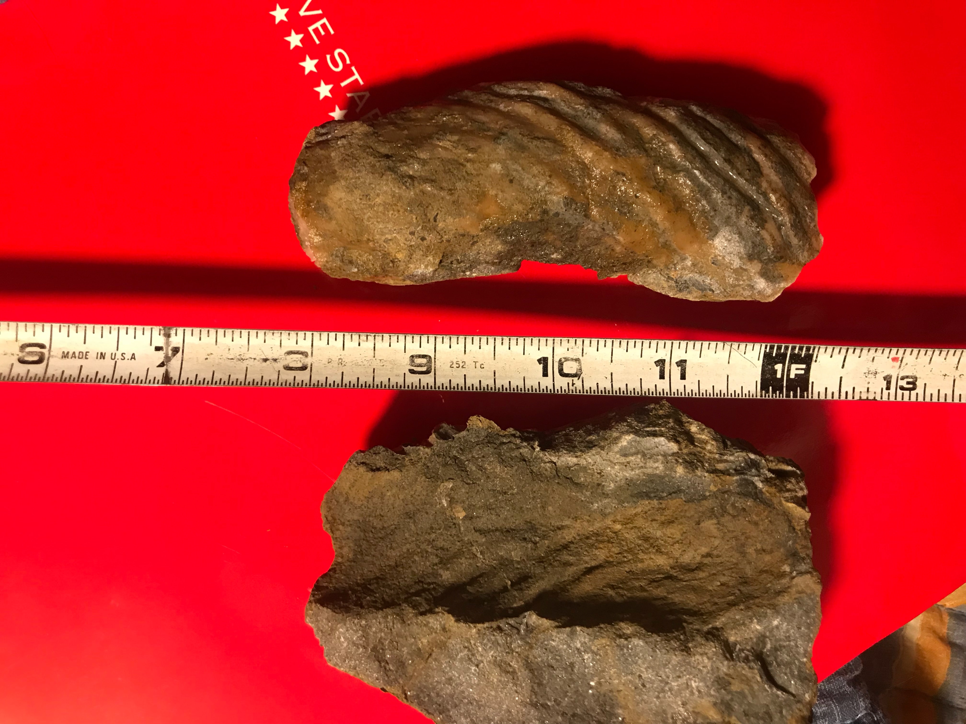 screw-shaped, chamberless cephalopod? - Fossil ID - The Fossil Forum