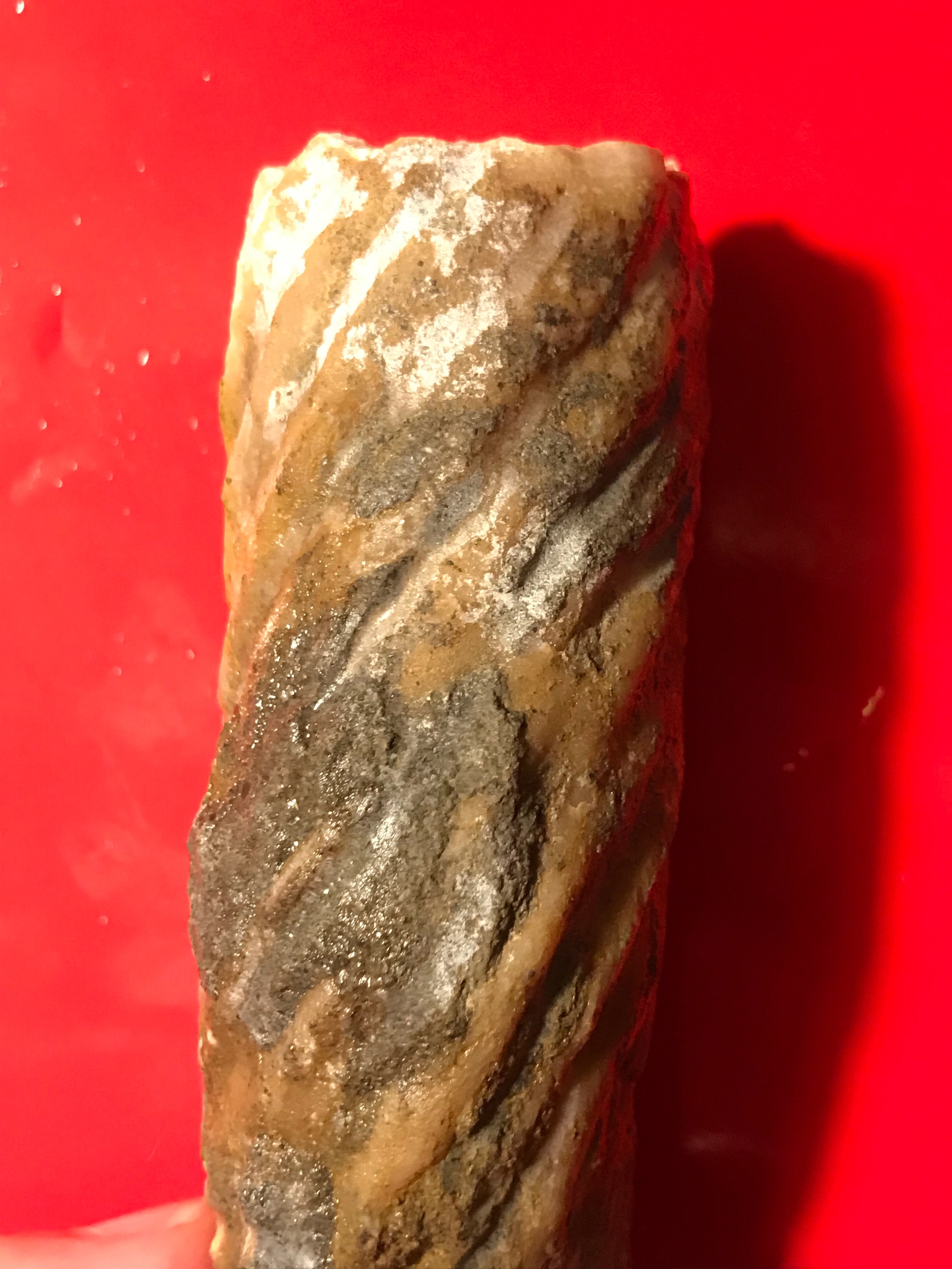 screw-shaped, chamberless cephalopod? - Fossil ID - The Fossil Forum