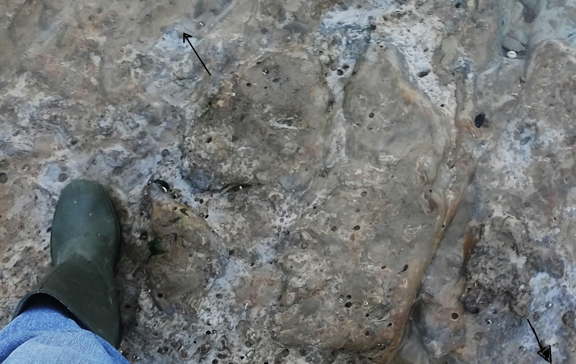 Latests finds from the Early Cretaceous of England - General Fossil ...