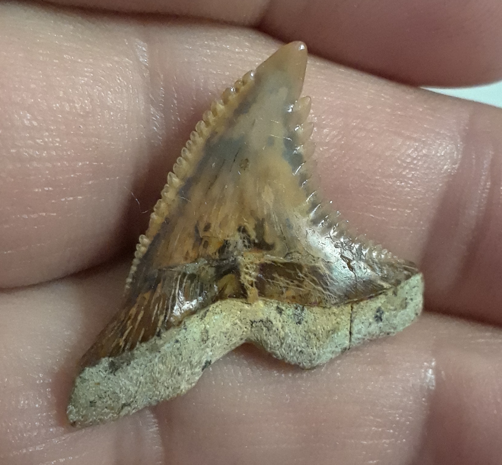 tooth ID? - Fossil ID - The Fossil Forum