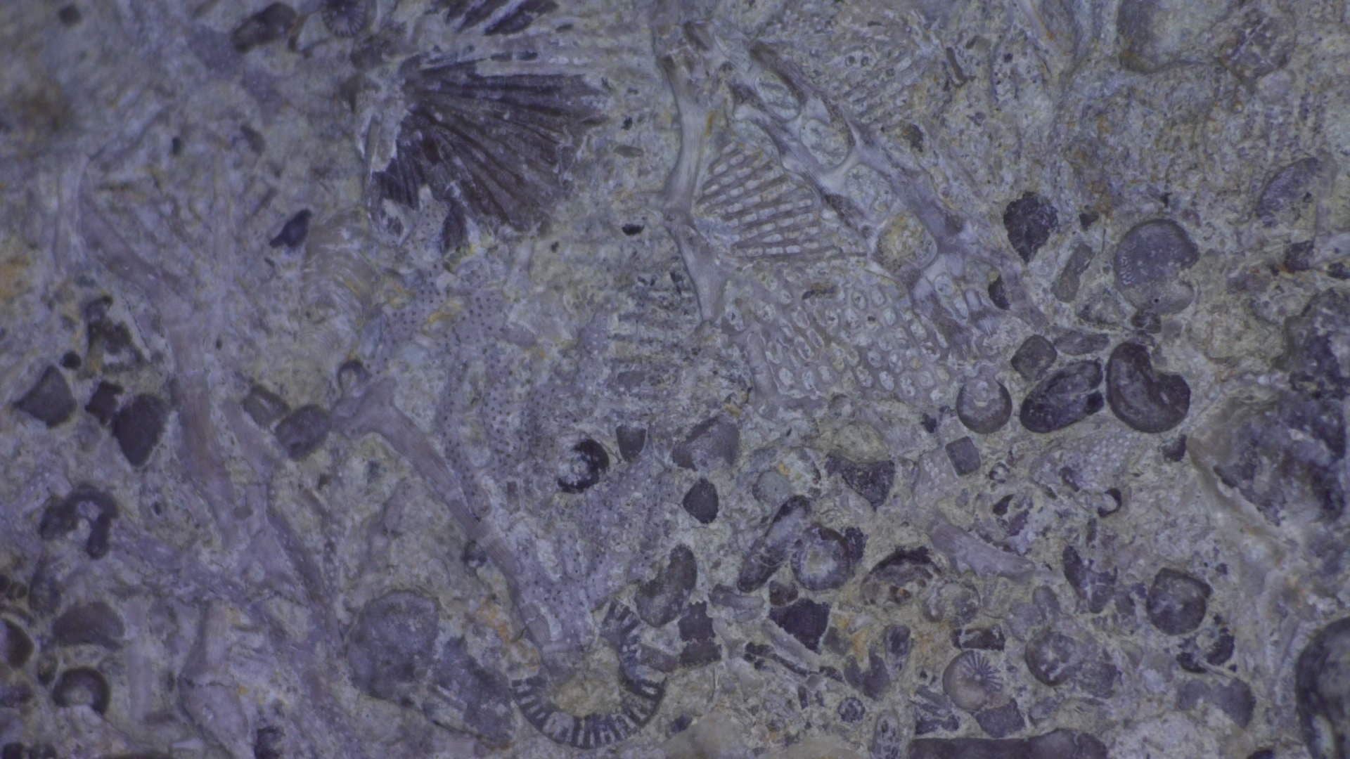 New Digital Microscope - General Fossil Discussion - The Fossil Forum