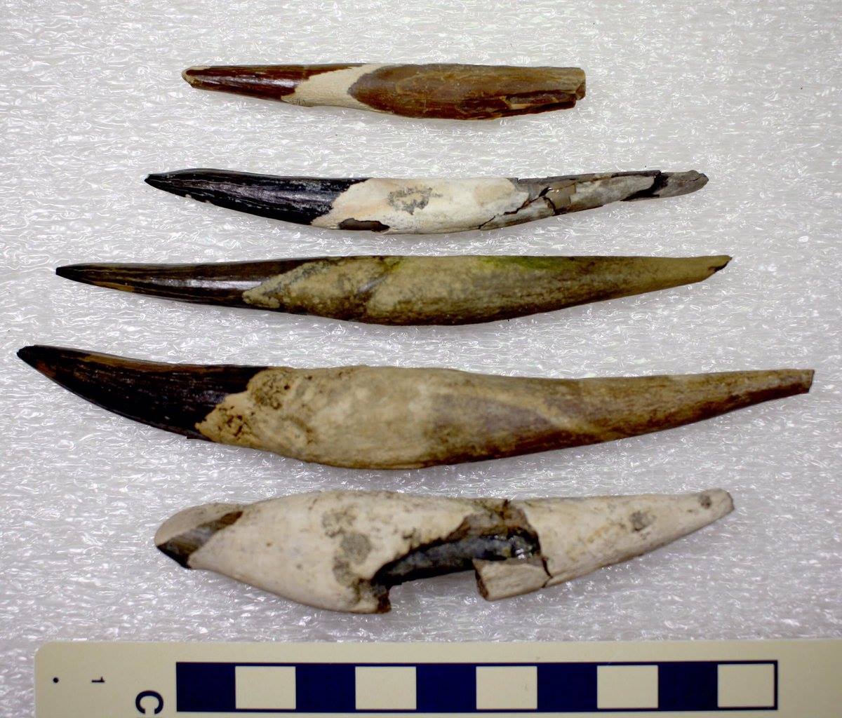 Conical South Carolina Tooth - Fossil ID - The Fossil Forum