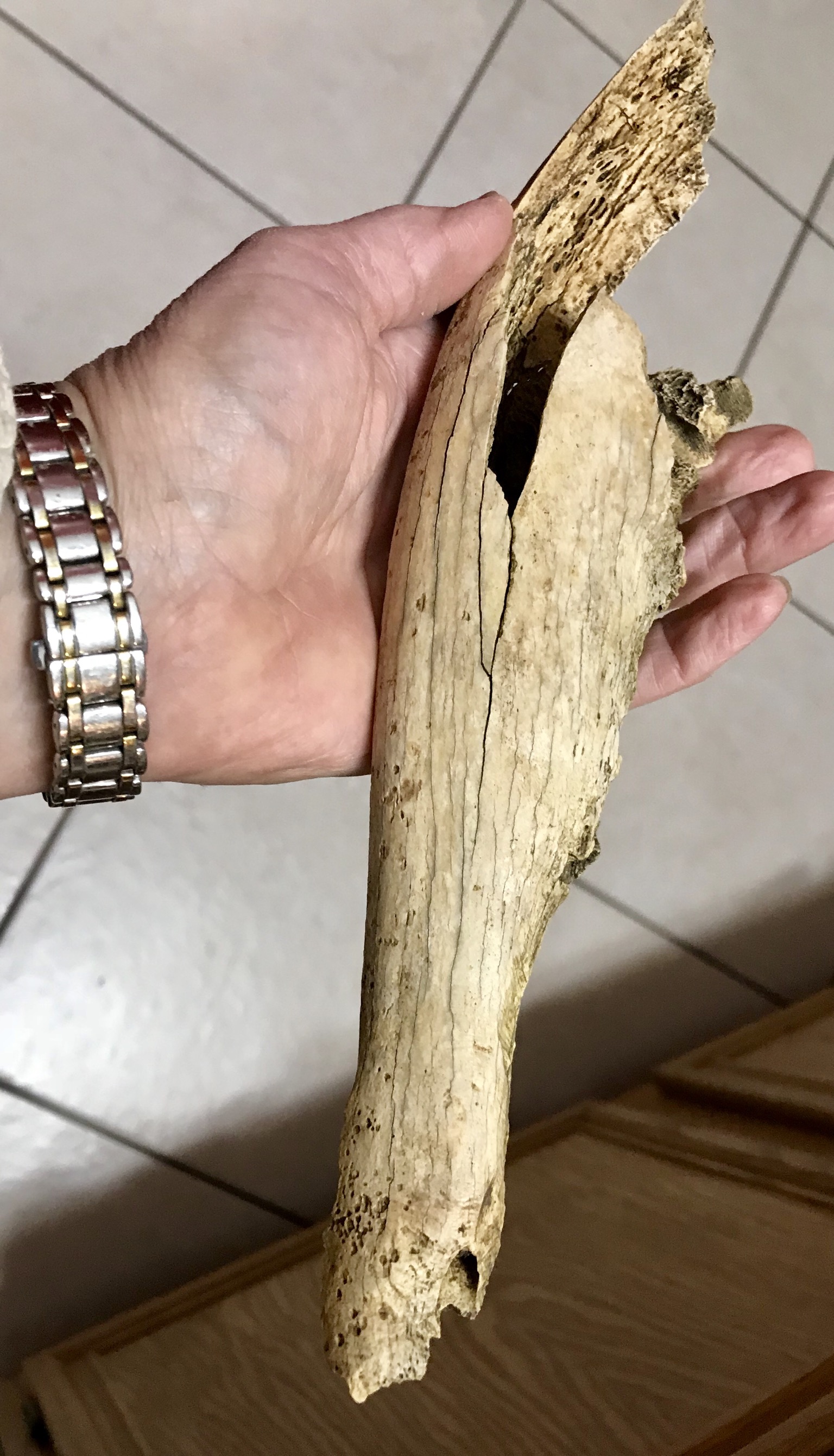 My Texas Bison Bonanza - Fossil Hunting Trips - The Fossil Forum
