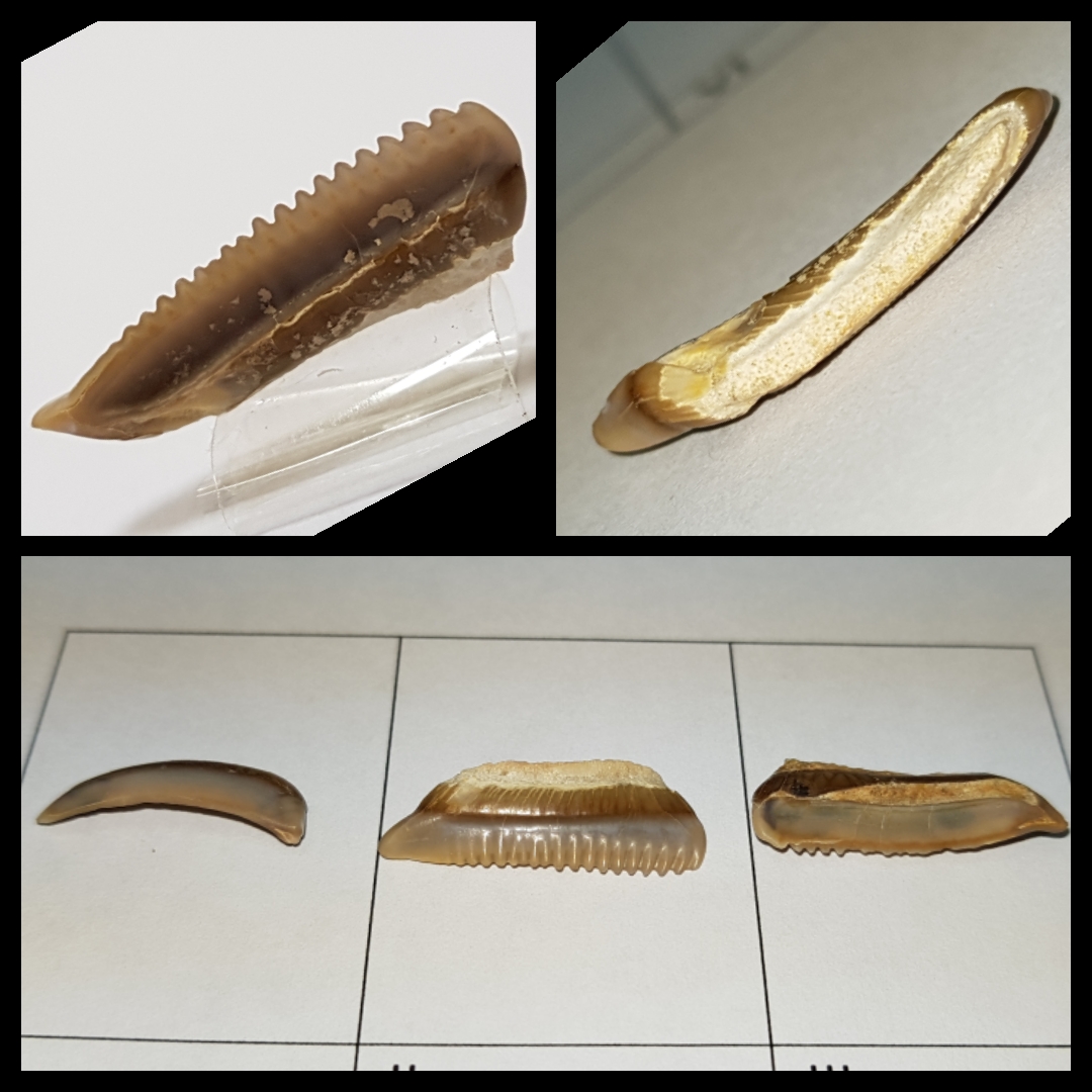 ? fish teeth - Fossil ID - The Fossil Forum
