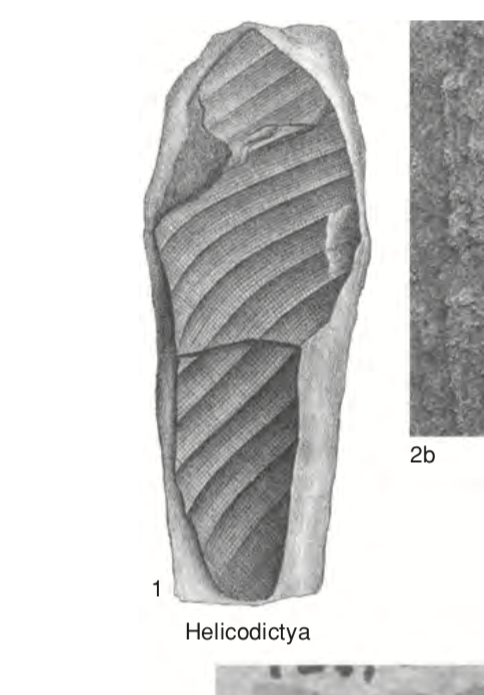 screw-shaped, chamberless cephalopod? - Fossil ID - The Fossil Forum