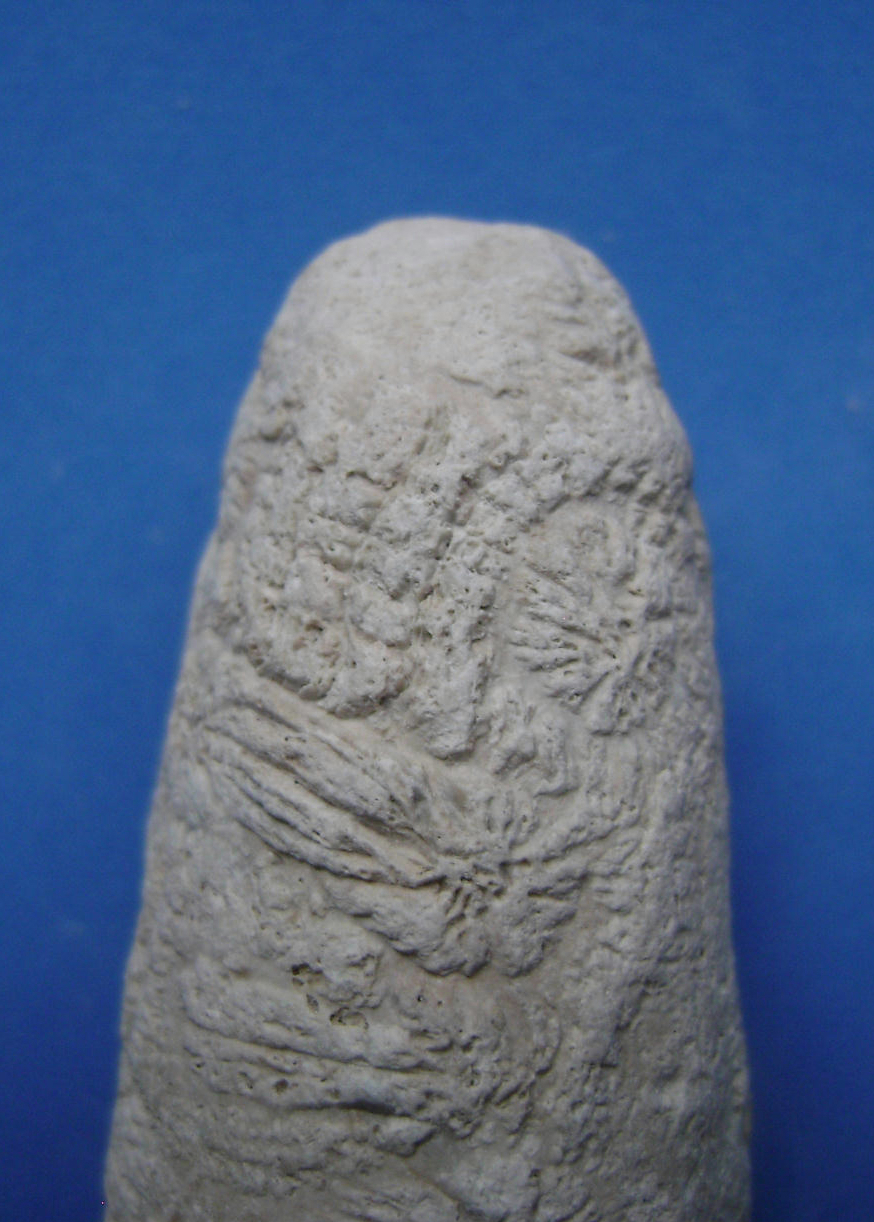 Unusual Finger-Like Marine Mold Fossil, What is it? - Fossil ID - The ...