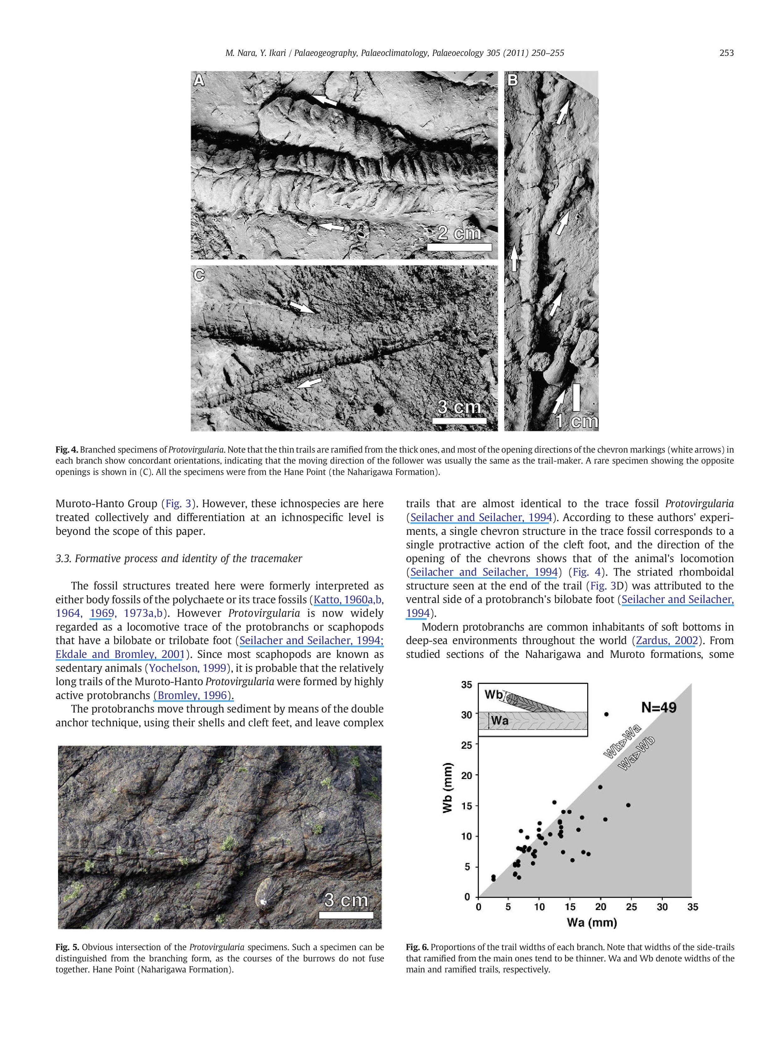 From whom are those ichnofossils ? - Fossil ID - The Fossil Forum