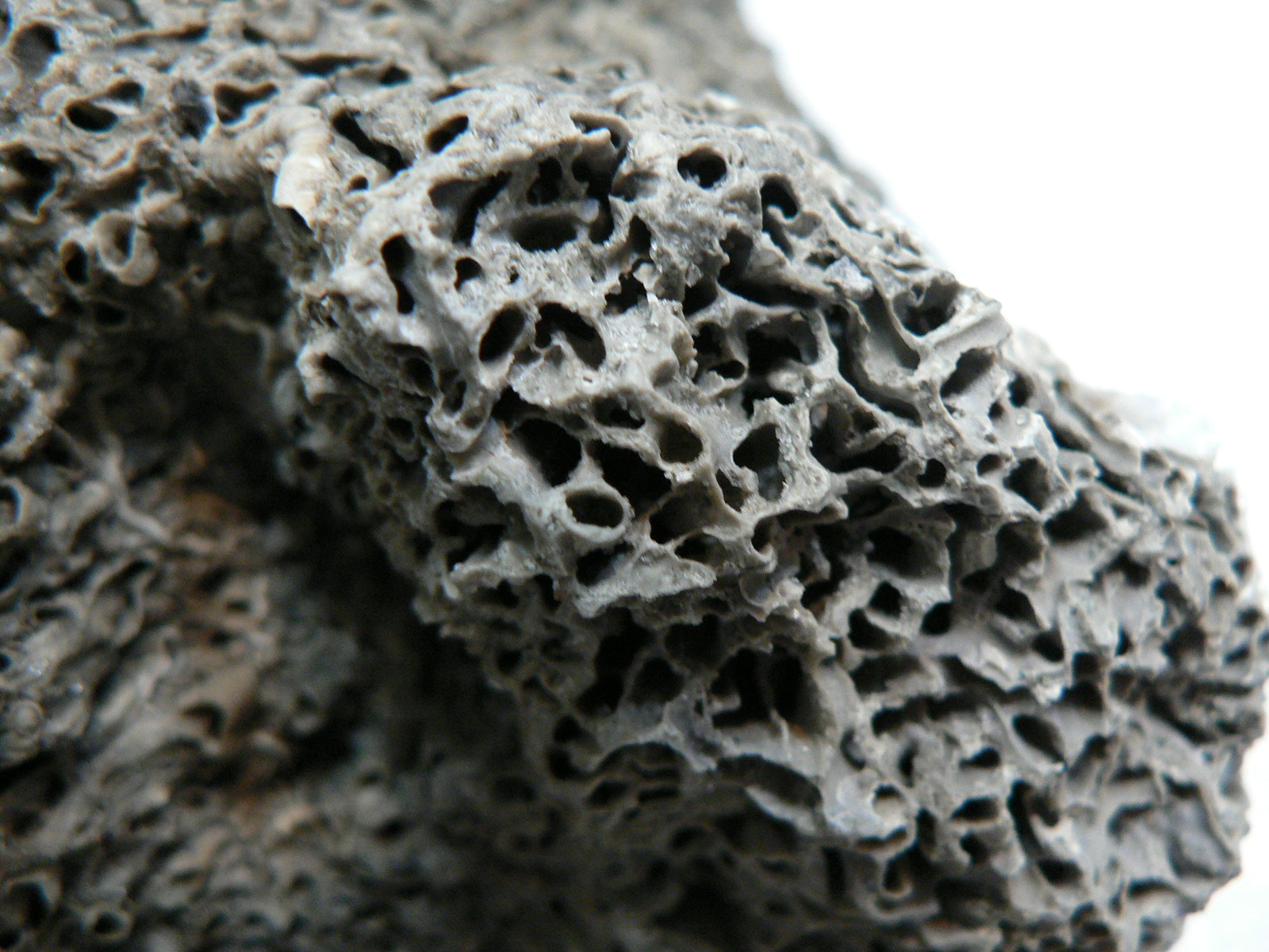 Some kind of fossil coral? Or tube worm colony? - Fossil ID - The ...