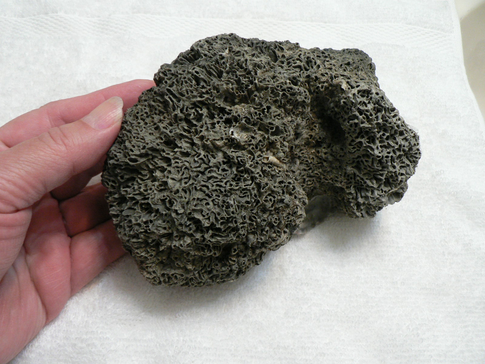 Some kind of fossil coral? Or tube worm colony? - Fossil ID - The ...