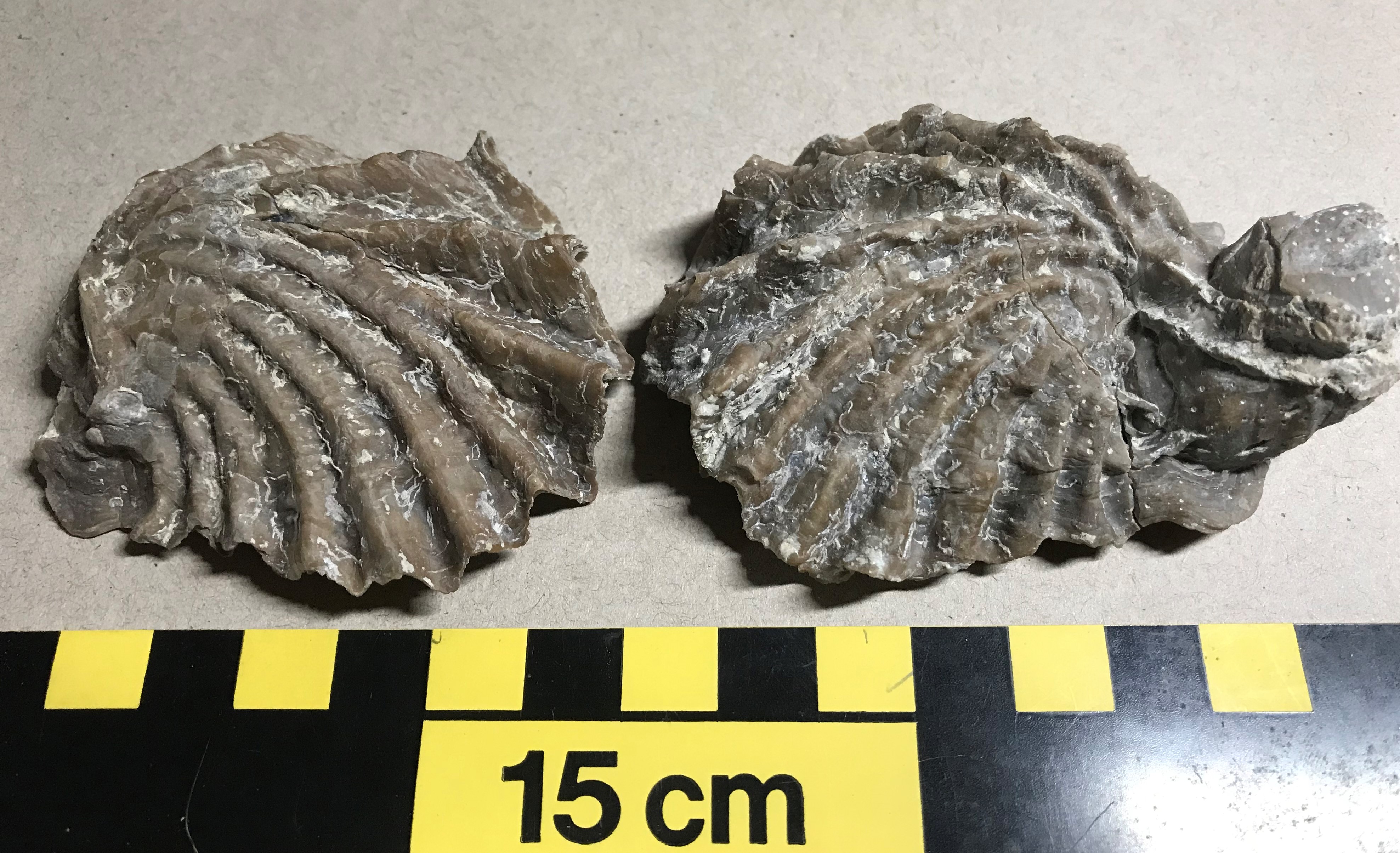 What are the hours of the Waco Research Pit? - Fossil Hunting Trips ...