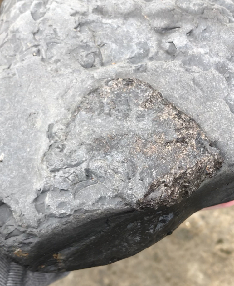 Marine Reptile Coprolite - Member Collections - The Fossil Forum
