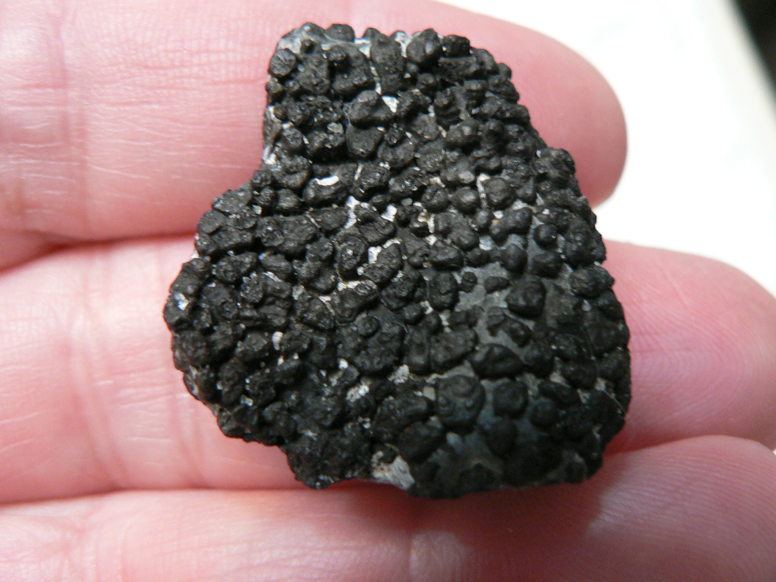 Can you help ID bumpy-surface fossil? - Fossil ID - The Fossil Forum