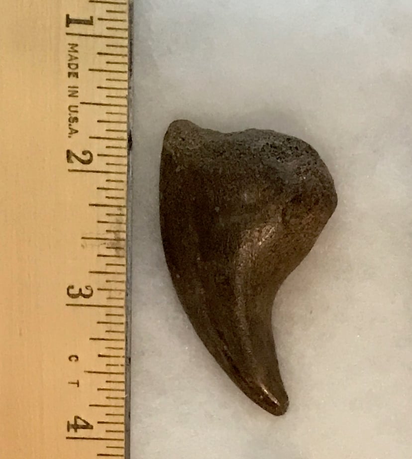 T Rex claw - Fossil ID - The Fossil Forum