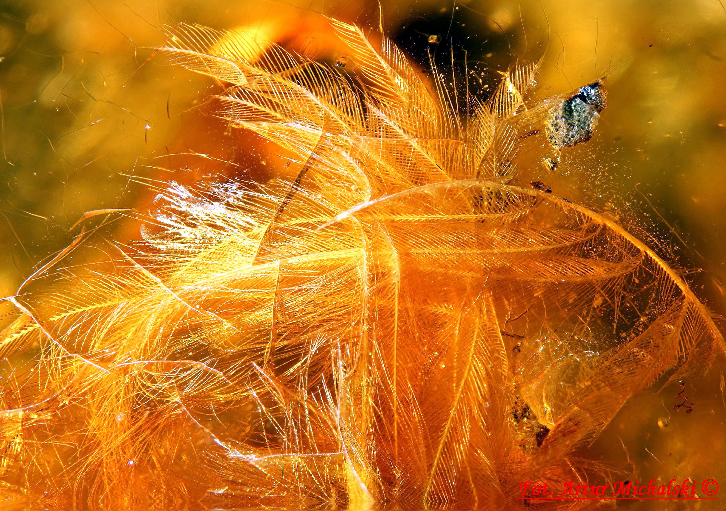 Amber Fossil Specimens.. - Page 2 - General Fossil Discussion - The ...