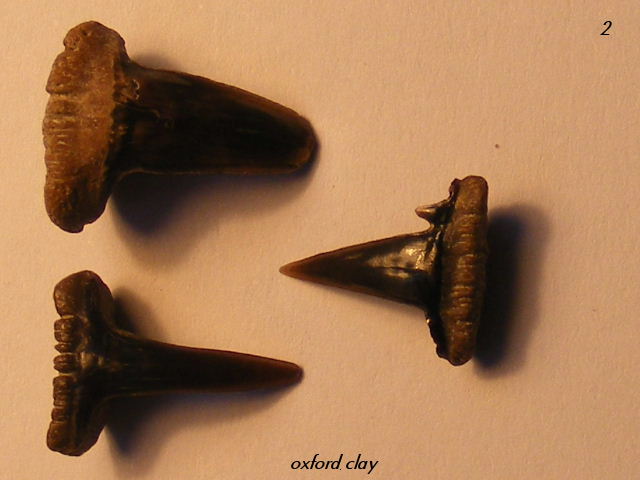 Shark tooth - Sphenodus longidens? Oxford Clay (Q. lamberti subzone ...