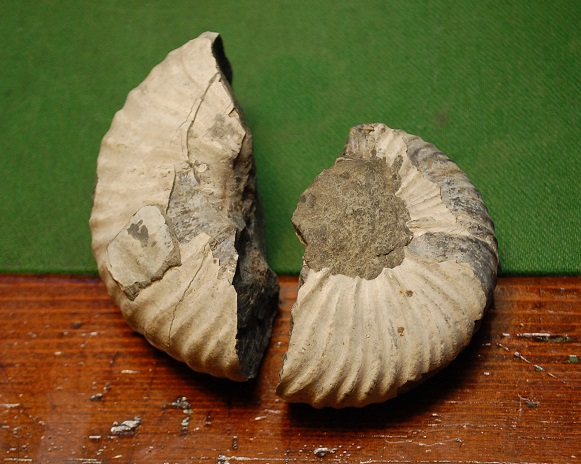 Special exhibit on Japanese fossils - A Trip to the Museum - The Fossil ...