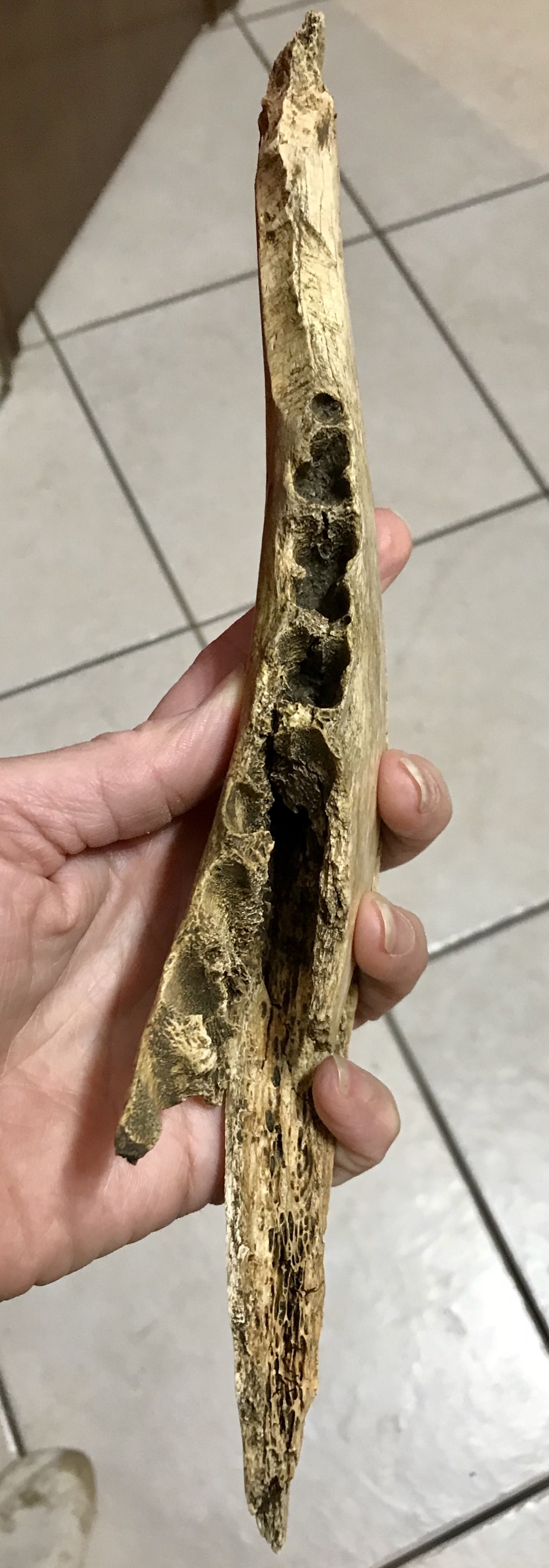 My Texas Bison Bonanza - Fossil Hunting Trips - The Fossil Forum