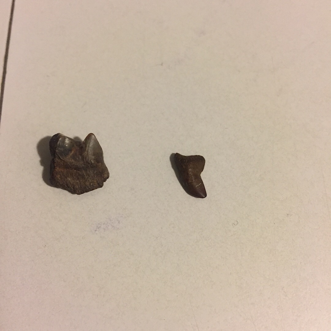 Help with two micro teeth - Fossil ID - The Fossil Forum