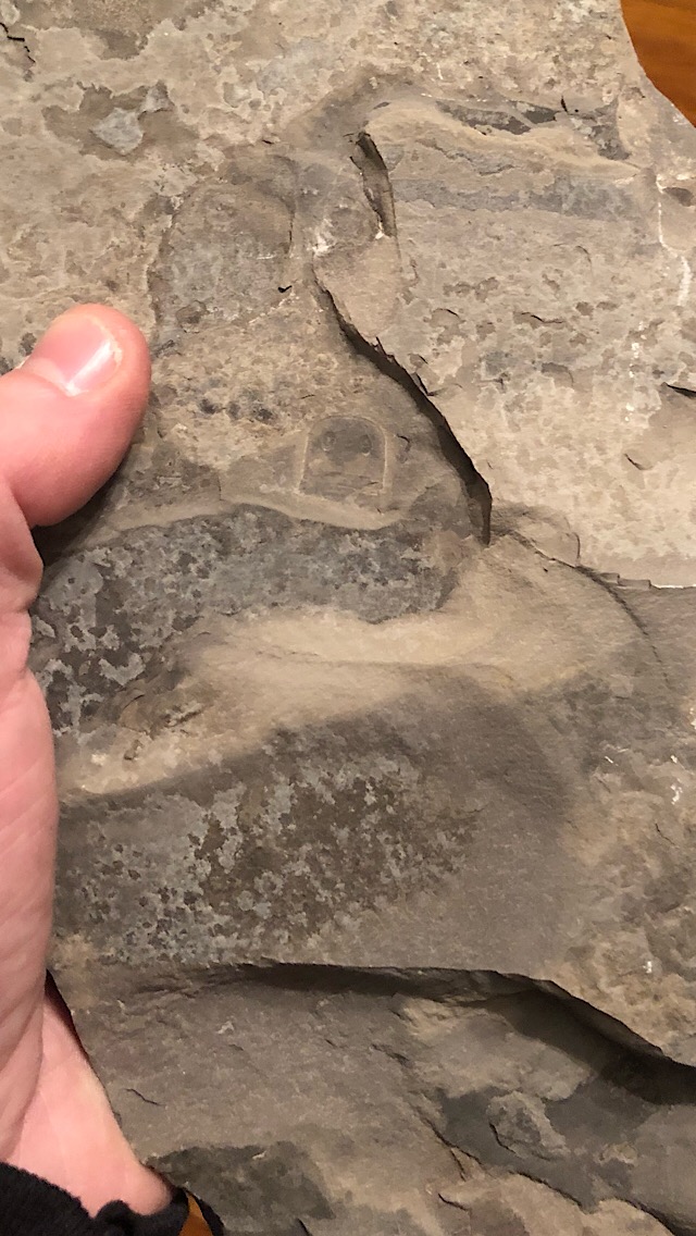 Scouting roadcut for Eurypterids. Success!! - Fossil Hunting Trips ...