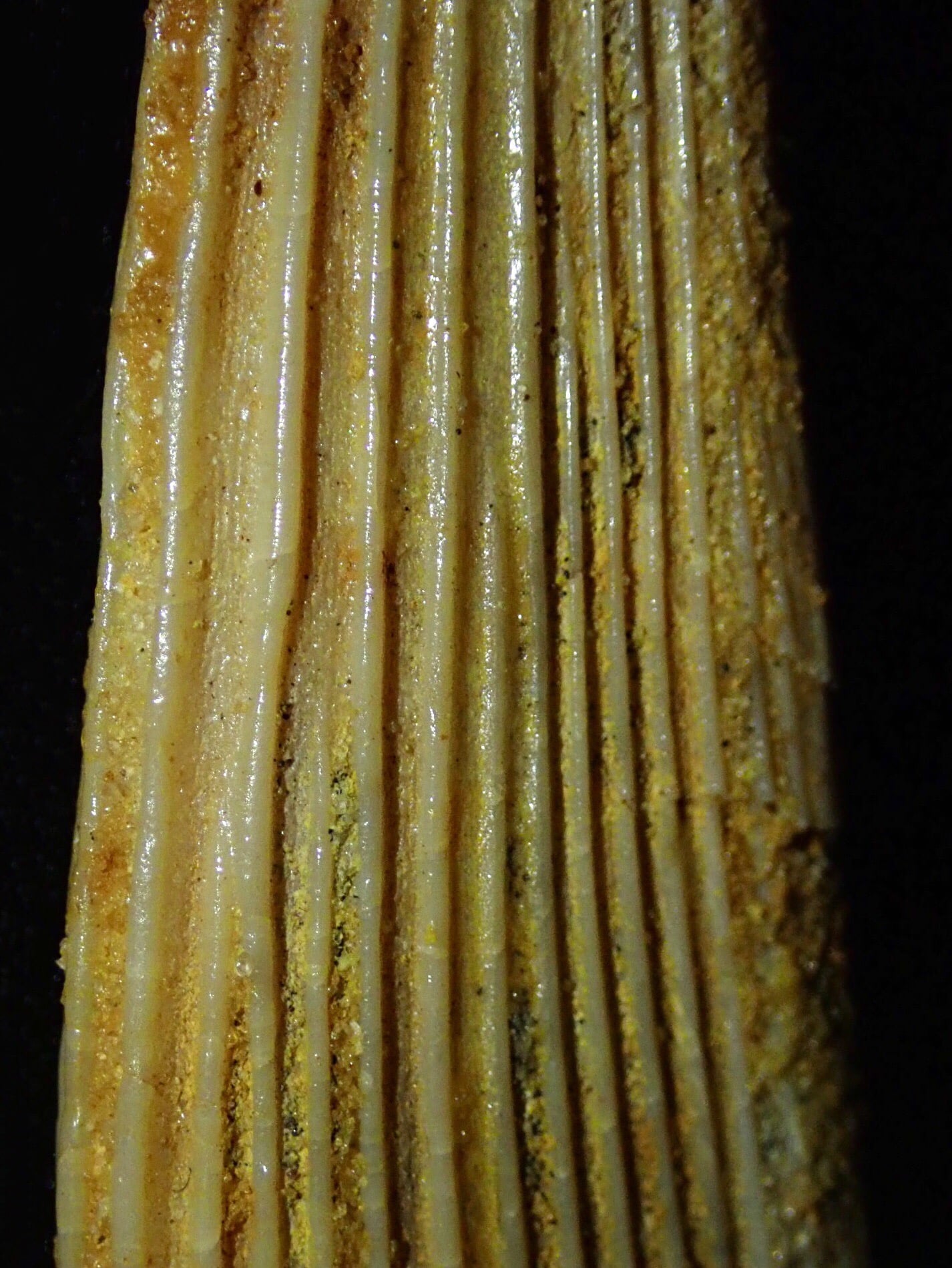 Hybodus shark spines, but what species? - Fossil ID - The Fossil Forum