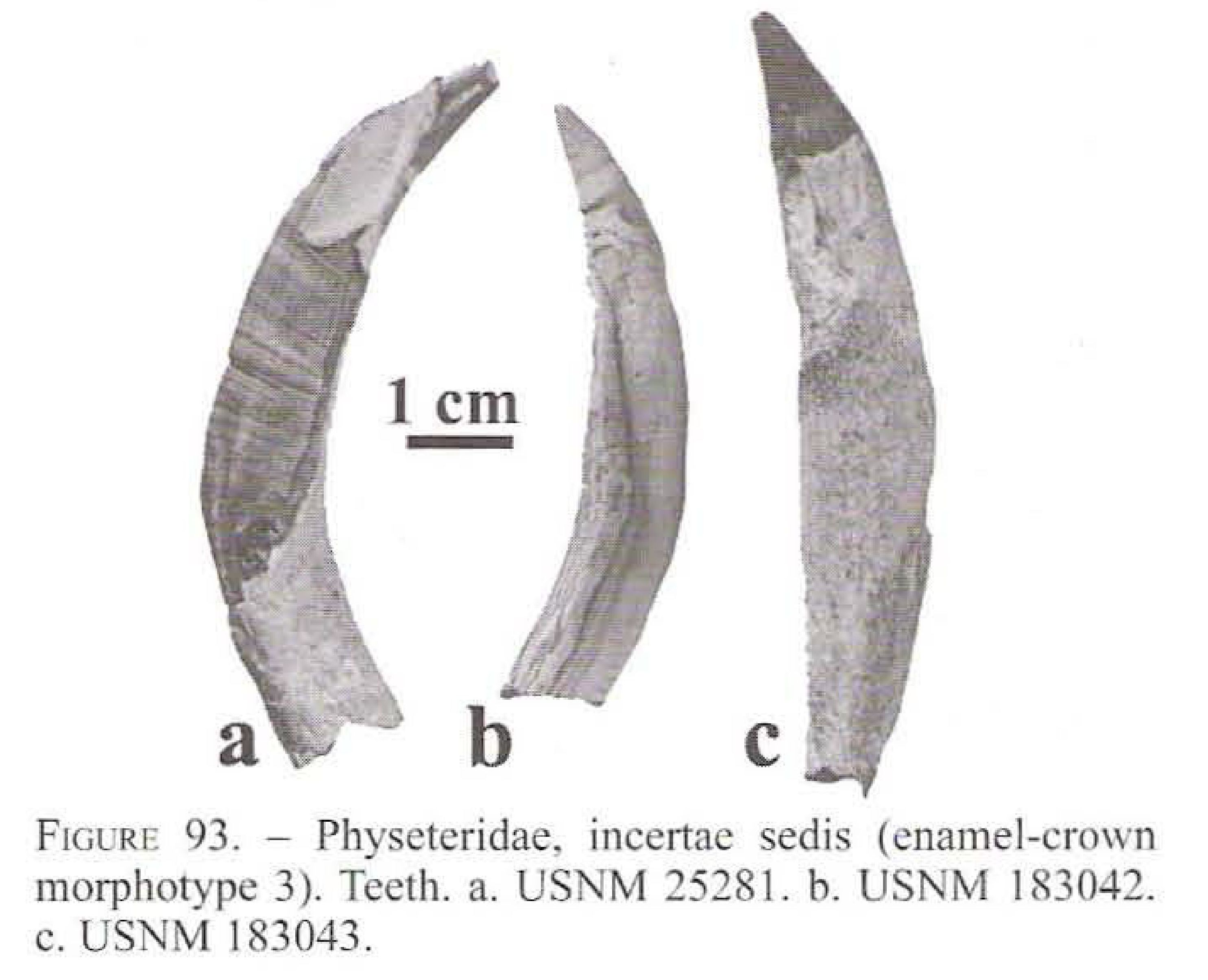 Whale tooth? - Fossil ID - The Fossil Forum
