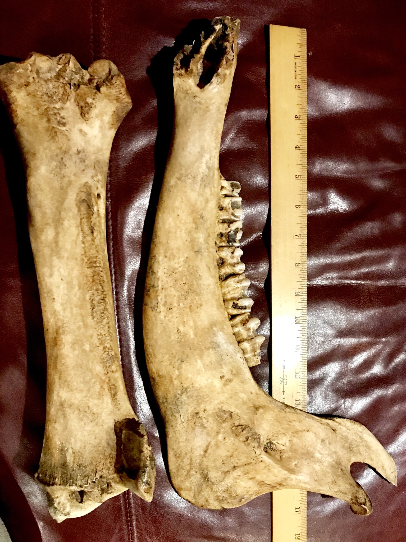 Bison ID - Fossil ID - The Fossil Forum