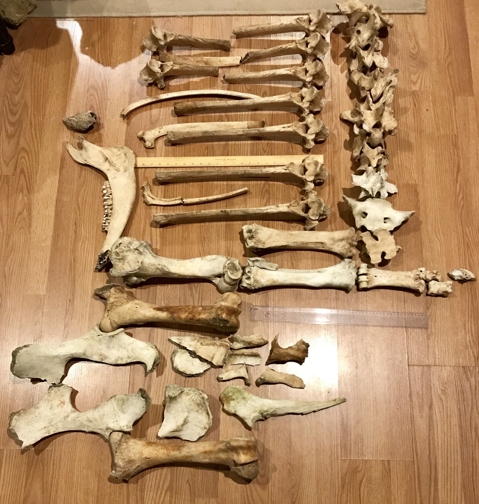My Texas Bison Bonanza - Fossil Hunting Trips - The Fossil Forum