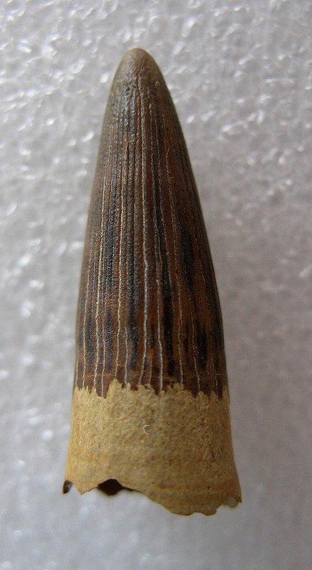 Pliosaur tooth from Russia - Fossil ID - The Fossil Forum