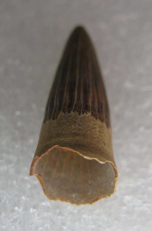 Pliosaur tooth from Russia - Fossil ID - The Fossil Forum