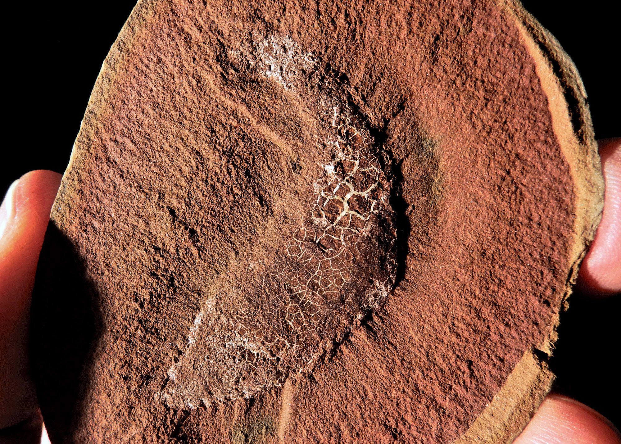 Mazonia-Braidwood State Fish and Wildlife Area - Fossil ID - The Fossil ...